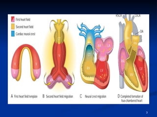The Heart 2.ppt PATHOLOGY OF HEART EXPLAINED | PPT