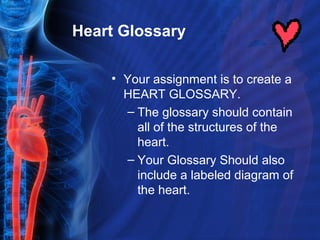 The Heart | PPT | Heart and Cardiovascular Diseases | Diseases and ...
