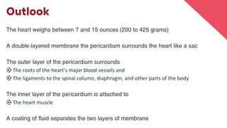 The Heart Anatomy| An Out Look | PPTX