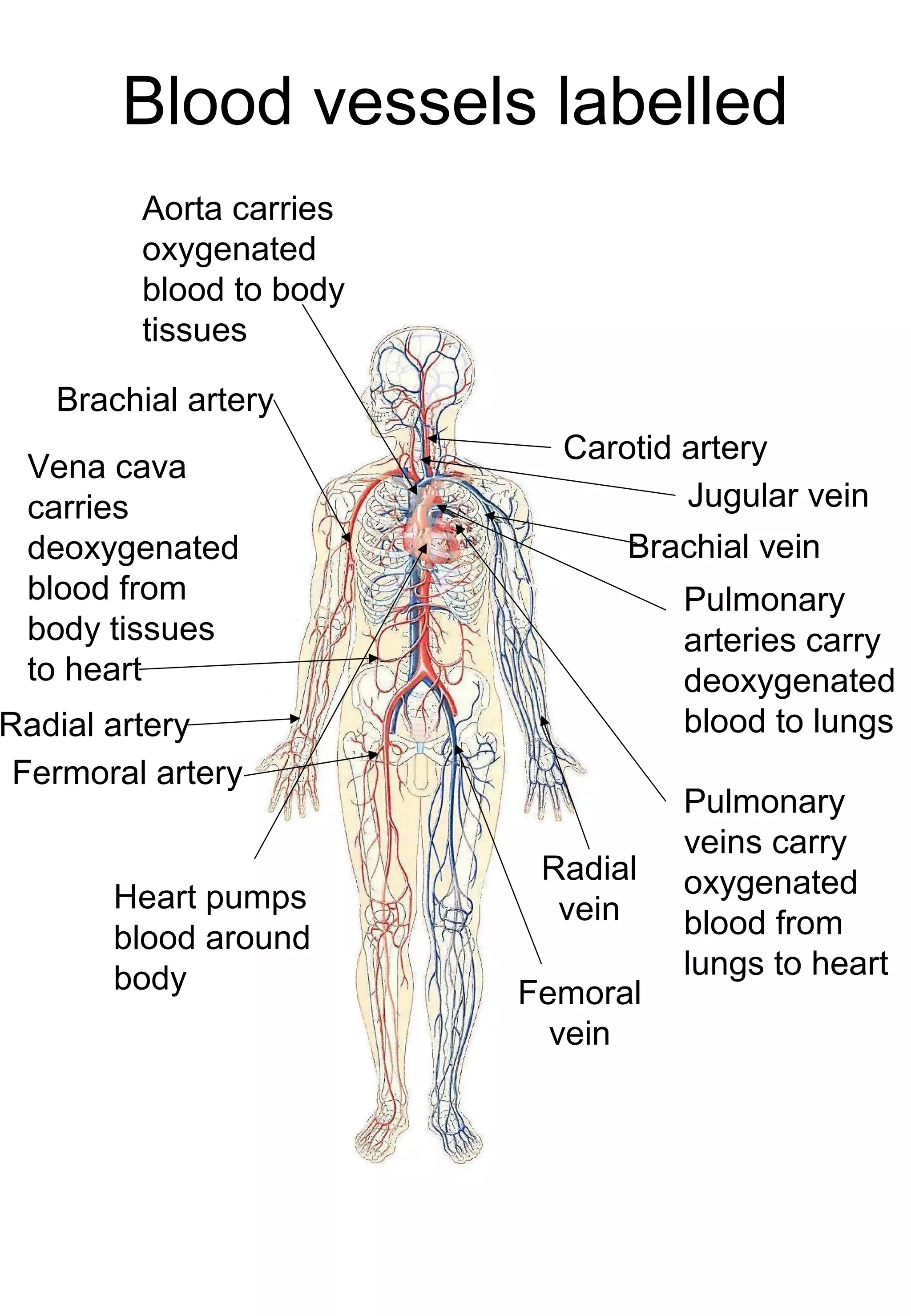 The heart and blood vessels | PDF