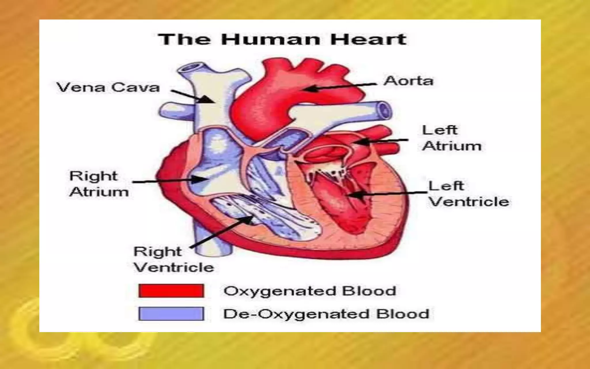 Heart and Blood Circulation | PPTX
