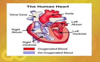 Heart and Blood Circulation | PPT