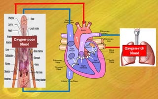 Heart and Blood Circulation | PPTX