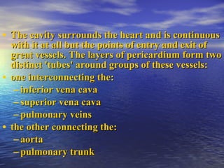 The Heart And Great Vessels | PPT