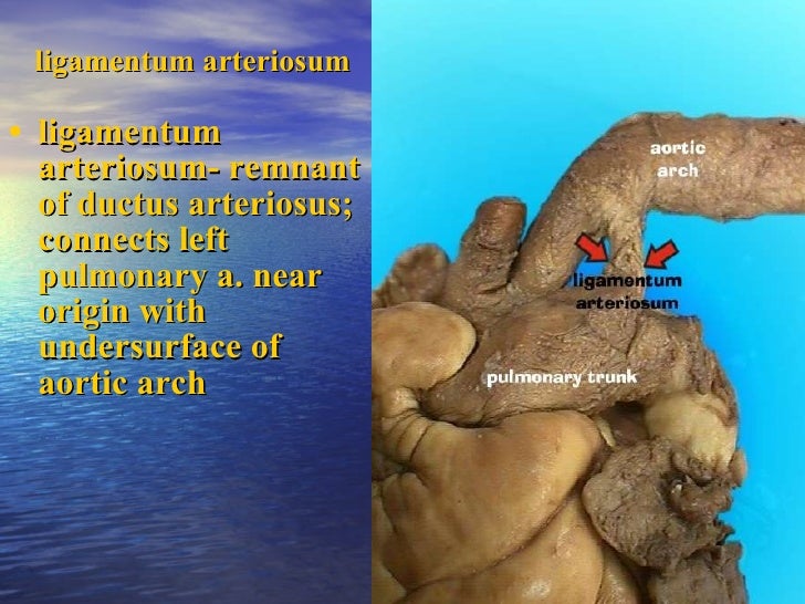 The Heart And Great Vessels