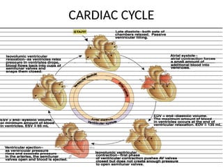 THE HEART, HAEMODYNAMICS, CARDIAC OUTPUT, CARDIAC CYCLE AND ECG 2025..pptx