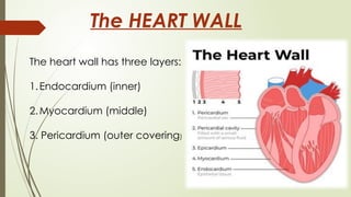 THE HEART LAYERS and their types. .pptx