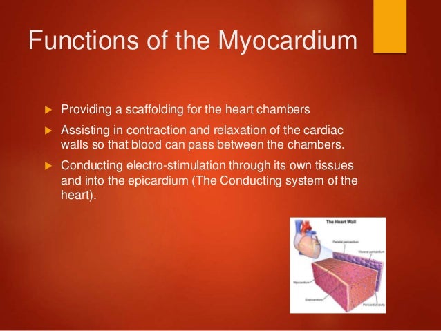 Myocardium