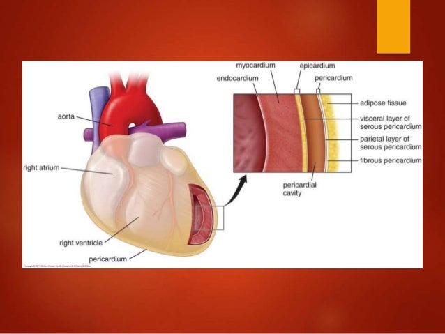 The Myocardium