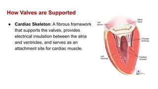 The Cardiovascular System: The Heart Anatomy and Physiology | PDF
