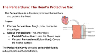 The Cardiovascular System: The Heart Anatomy and Physiology | PDF