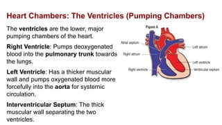 The Cardiovascular System: The Heart Anatomy and Physiology | PDF