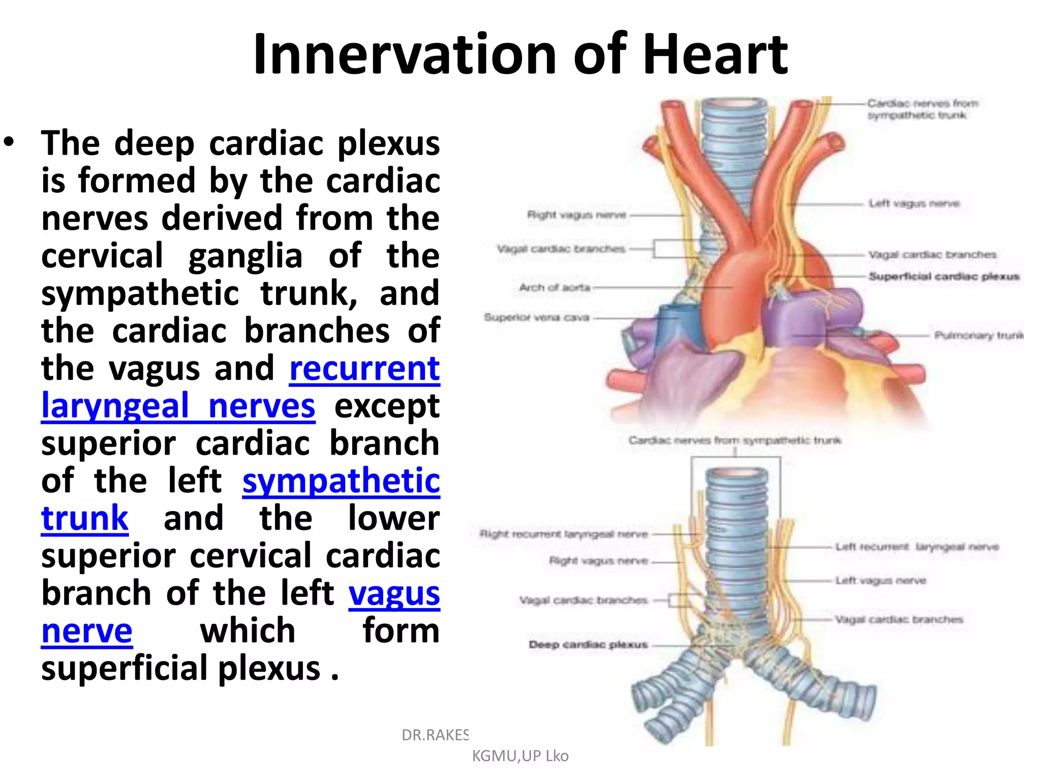 The_Heart_Pericardium2.pdf