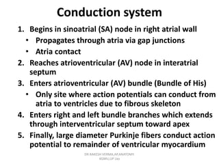 The_Heart_Pericardium2.pdf