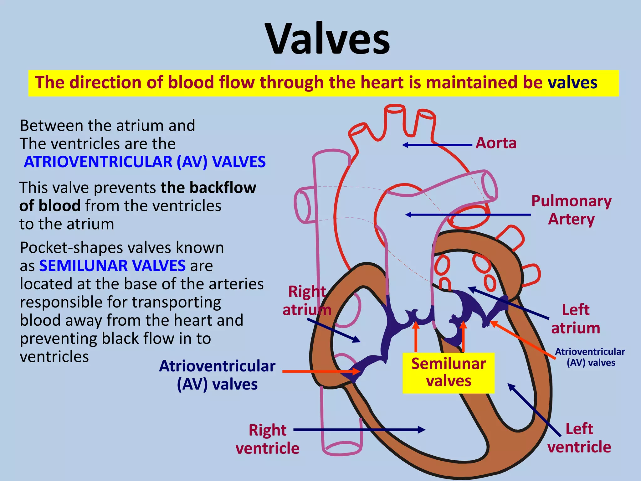 The heart structure | PPTX