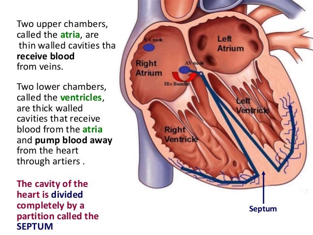 How The Human Heart Pumps