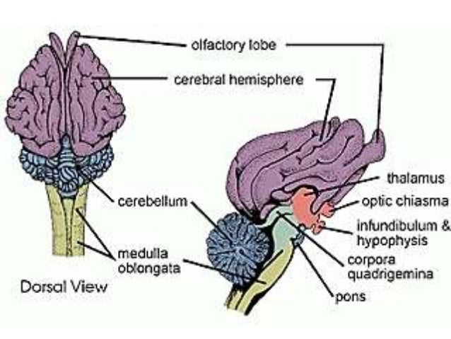 Chicken Brain Anatomy