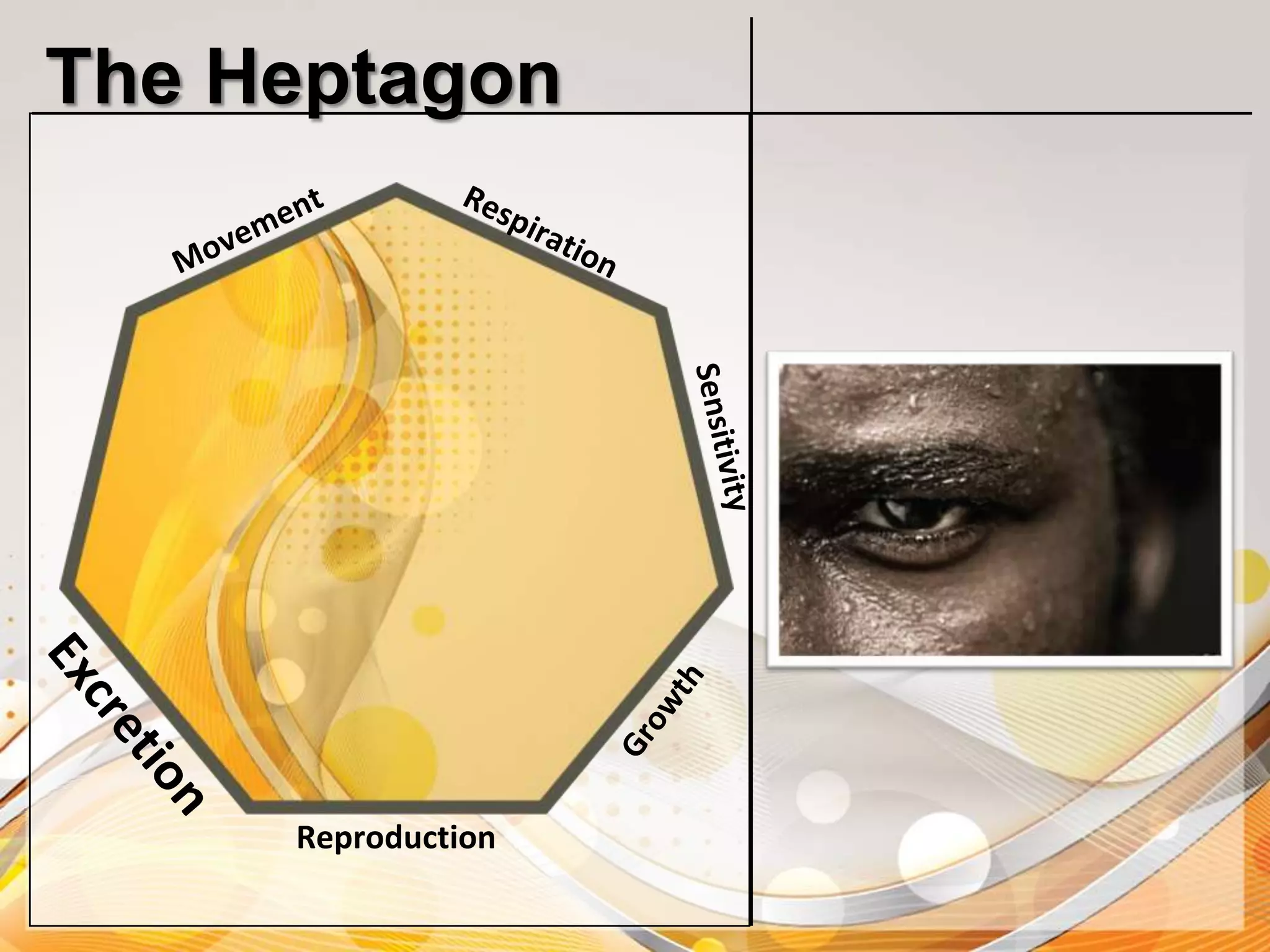 The Heptagon | PPTX | Lung and Respiratory Health | Diseases and Conditions