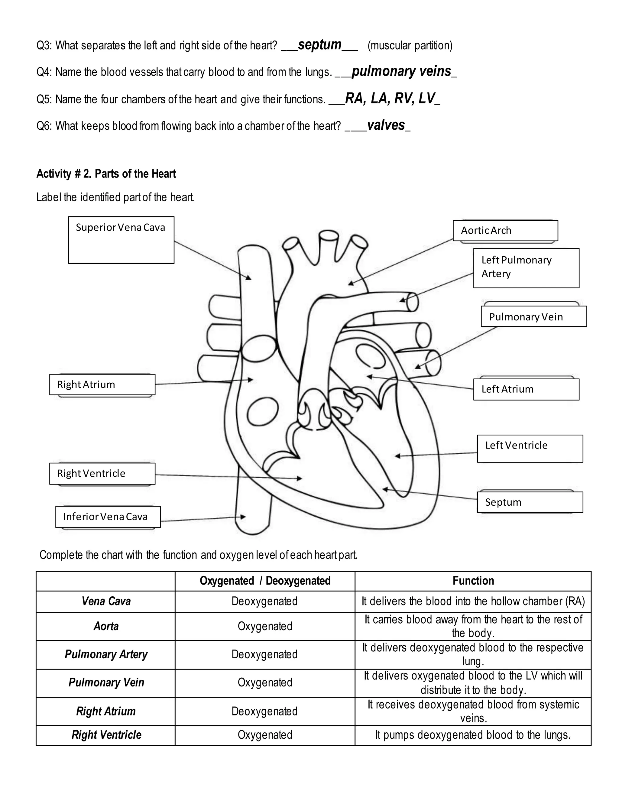 Circulatory and Respiratory System Activity | DOCX