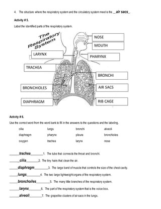 Circulatory and Respiratory System Activity | DOCX