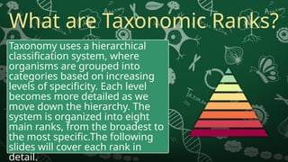 The Hierarchical Taxonomic System (A Ranking System for Biodiversity ...