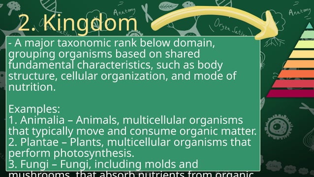 The Hierarchical Taxonomic System (A Ranking System for Biodiversity ...