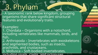 The Hierarchical Taxonomic System (A Ranking System for Biodiversity ...