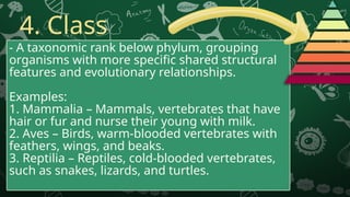 The Hierarchical Taxonomic System (A Ranking System for Biodiversity ...