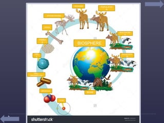 The hierarchy of biological organization wilson | PPT
