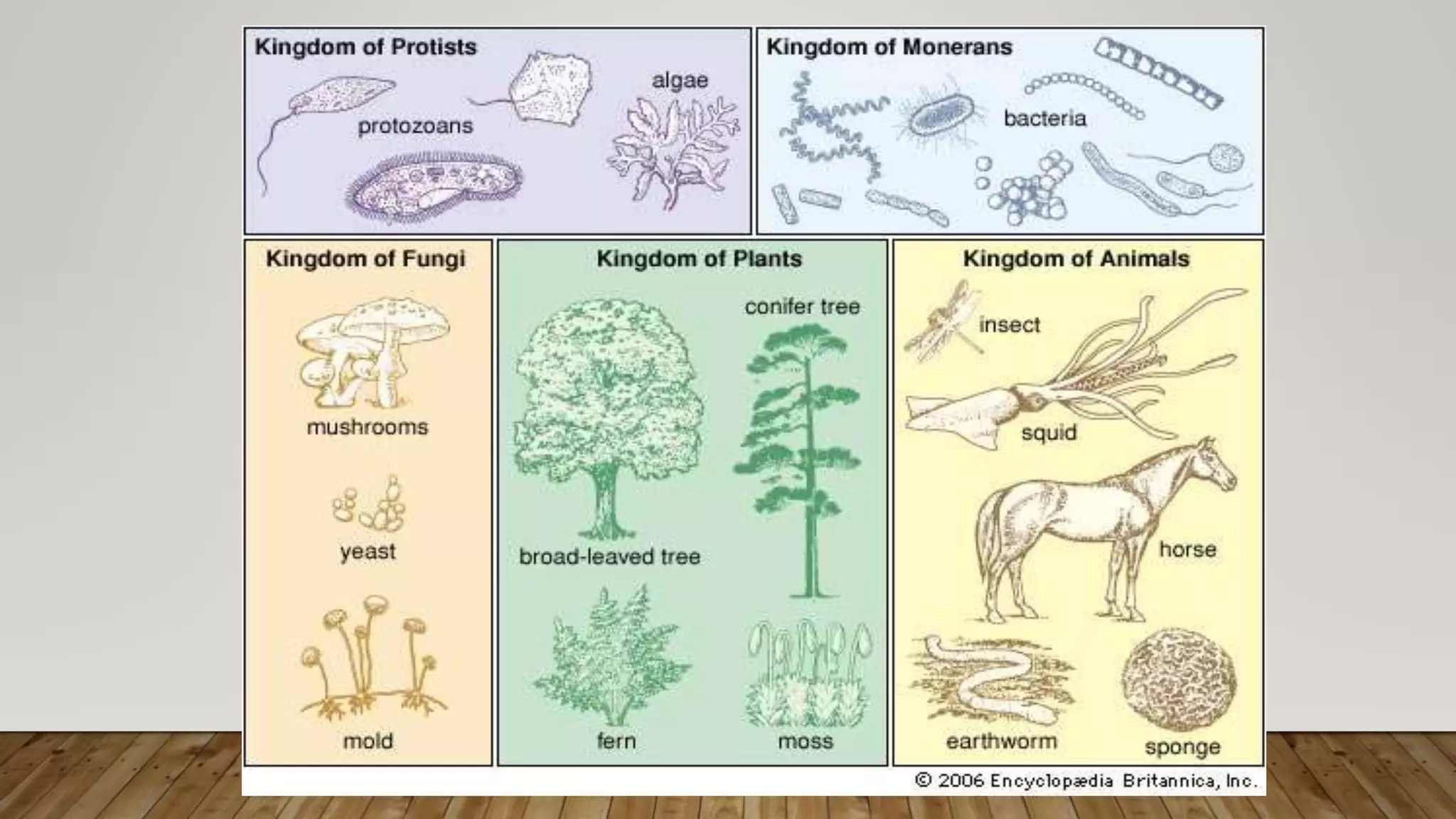 Diversity in Living Organisms-The hierarchy of classification groups | PPTX