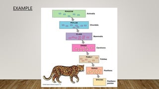 Diversity in Living Organisms-The hierarchy of classification groups ...