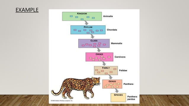 Diversity in Living Organisms-The hierarchy of classification groups ...