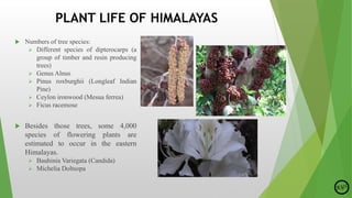 The Himalayas Mountain Range - Breathtaking Beauty | PPTX