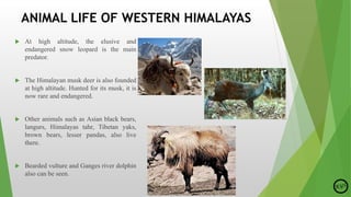 The Himalayas Mountain Range - Breathtaking Beauty | PPTX