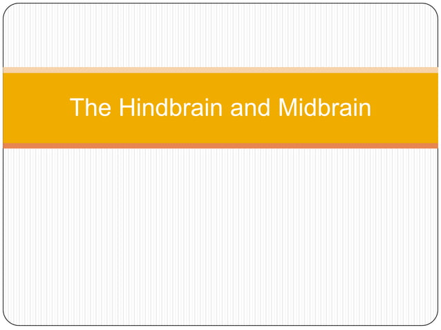 The Hindbrain And Midbrain | PPTX