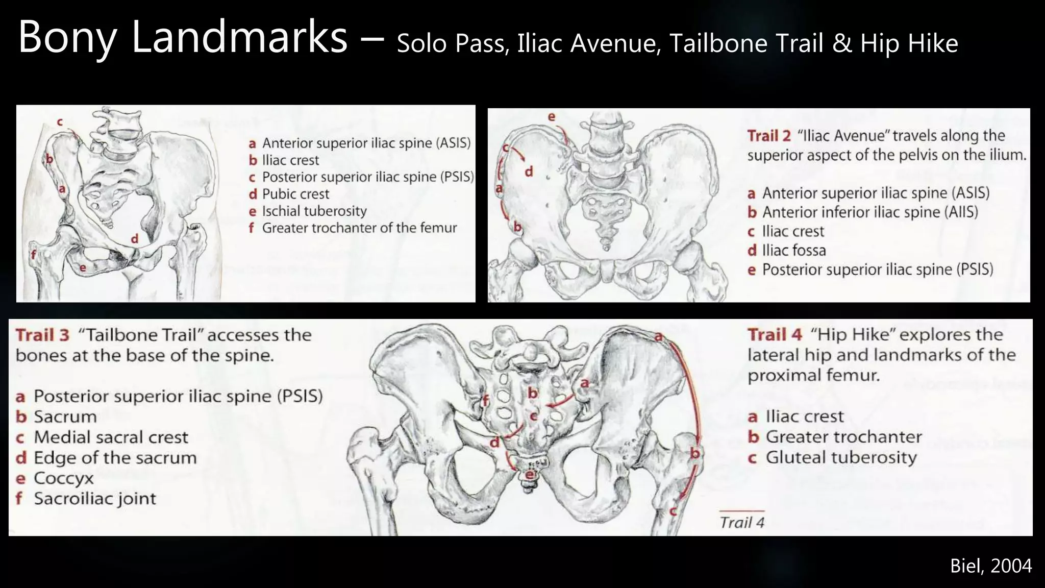 The Pelvis and Hip: Function and Anatomy | PPTX