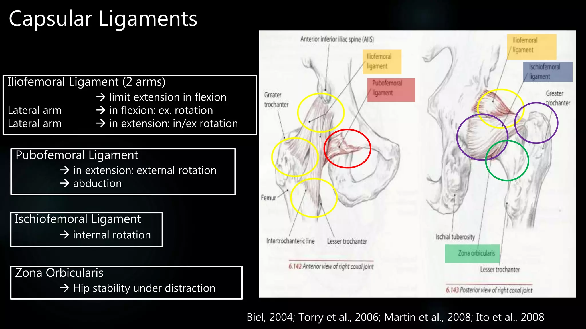 The Pelvis and Hip: Function and Anatomy | PPTX