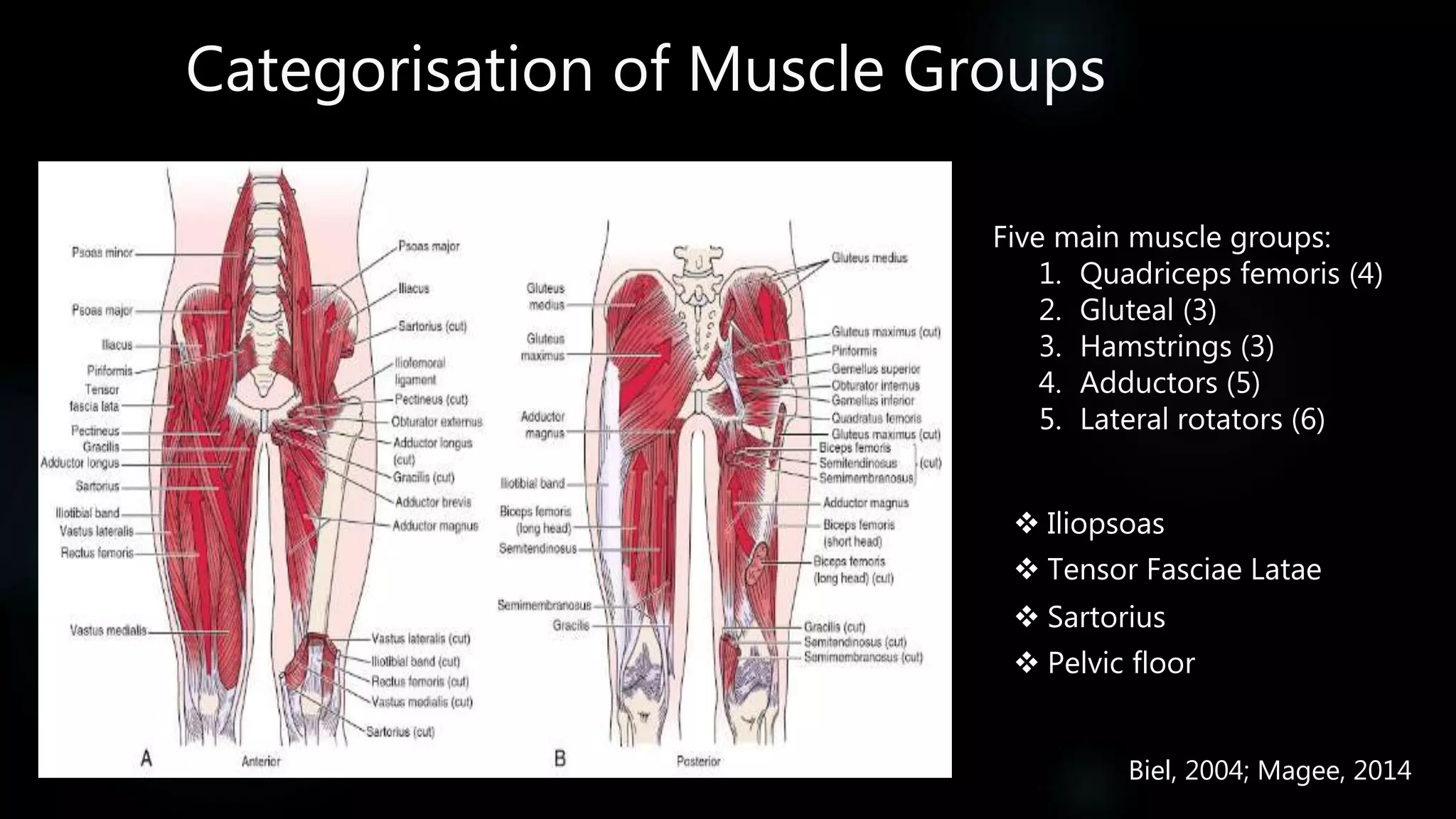 The Pelvis and Hip: Function and Anatomy | PPTX