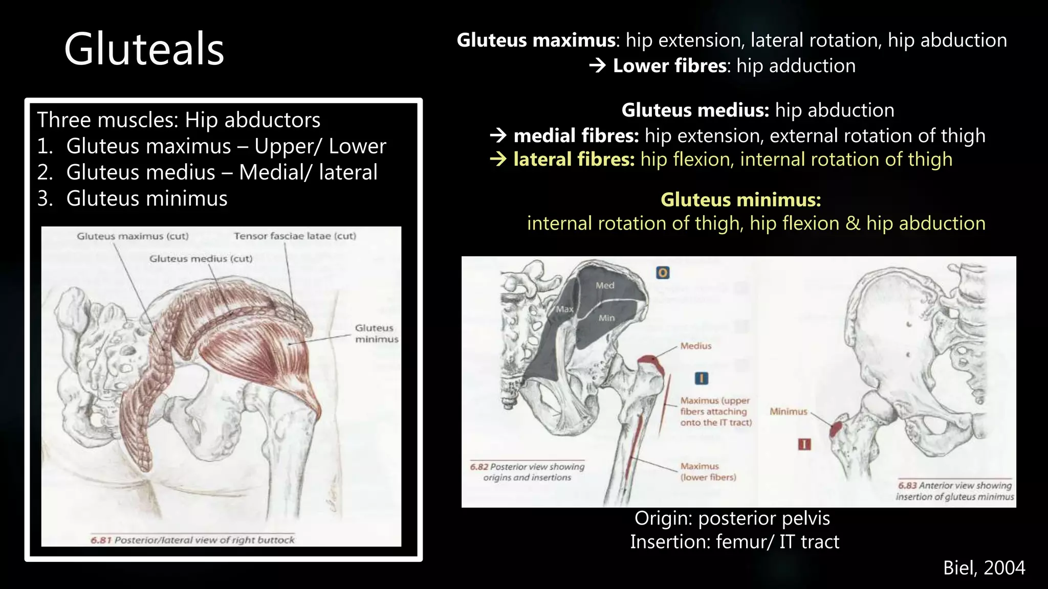 The Pelvis and Hip: Function and Anatomy | PPTX