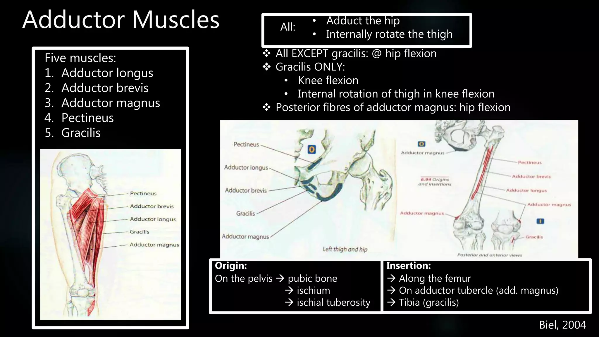 The Pelvis and Hip: Function and Anatomy | PPTX