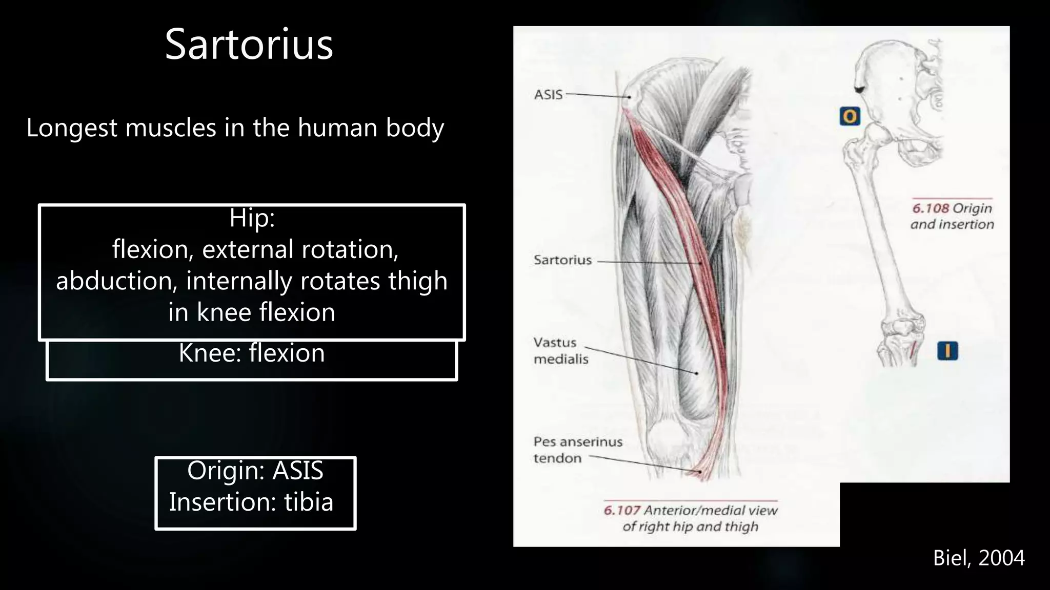 The Pelvis and Hip: Function and Anatomy | PPTX