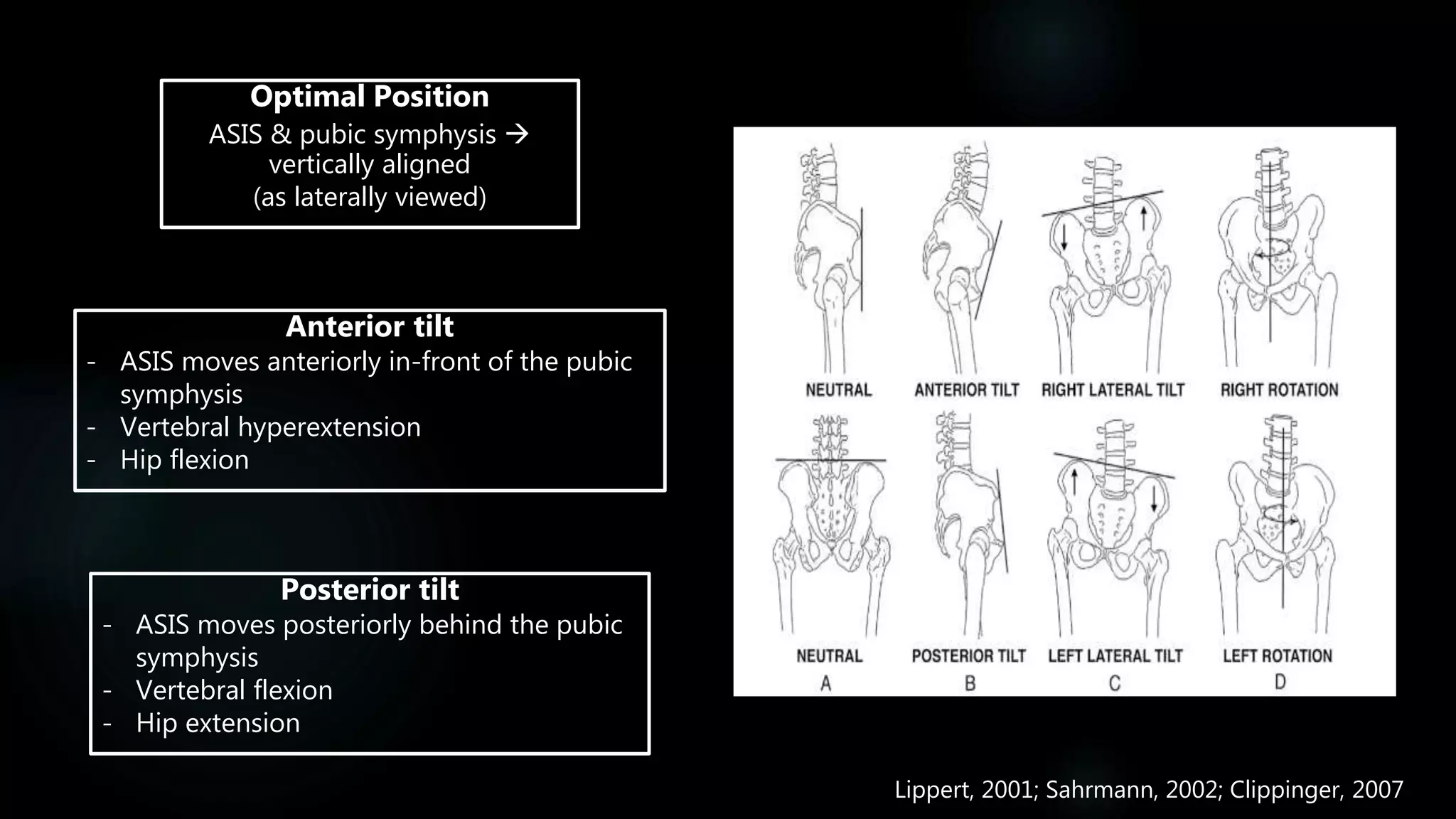 The Pelvis and Hip: Function and Anatomy | PPTX