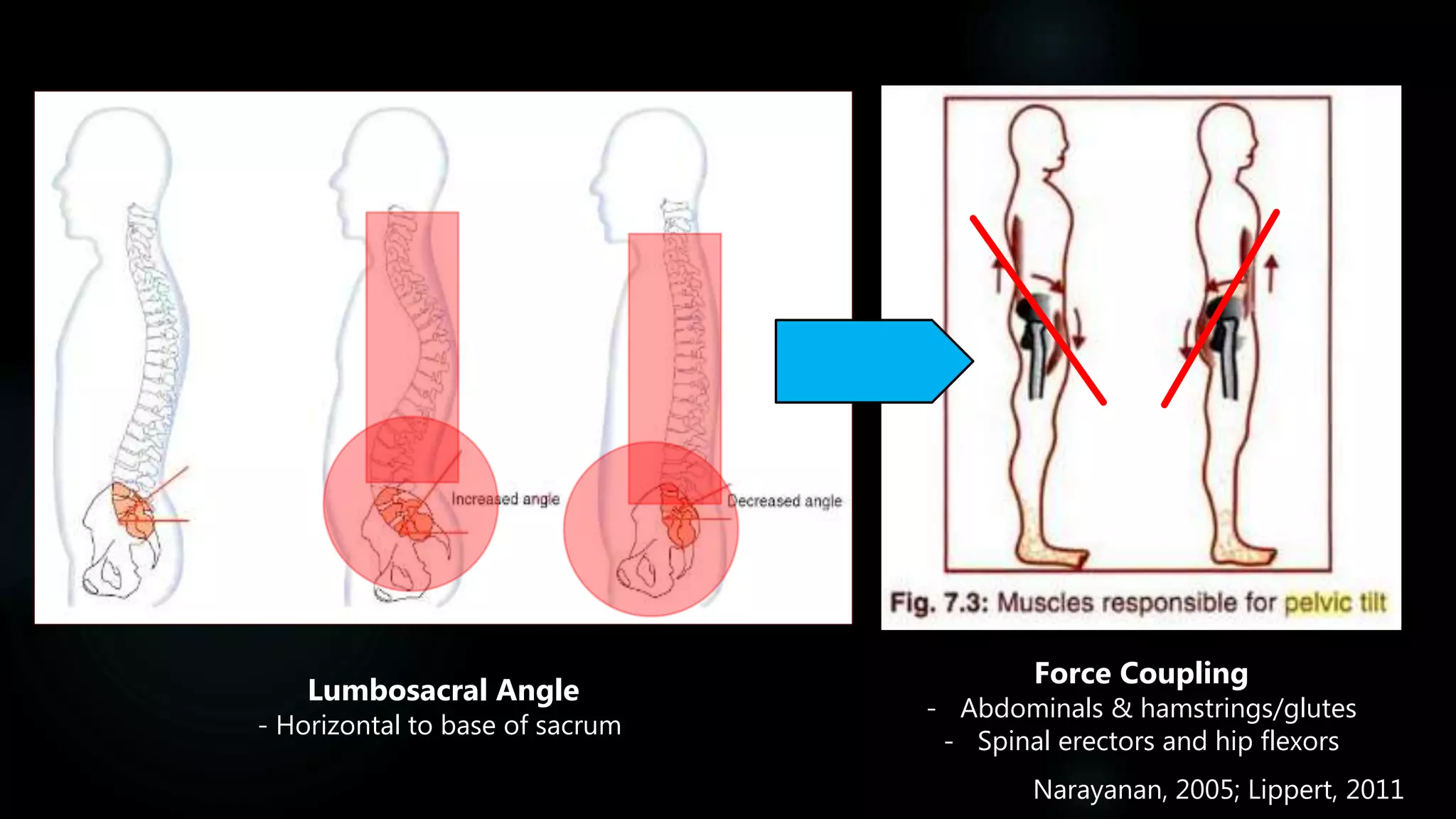 The Pelvis and Hip: Function and Anatomy | PPTX