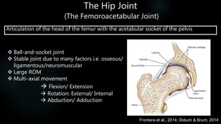 The Pelvis and Hip: Function and Anatomy | PPTX