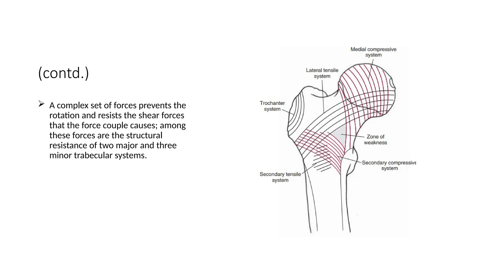 The Hip Complex:- Anatomy, Biomechanics, and Clinical Relevance | PPTX