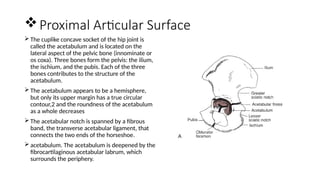 The Hip Complex:- Anatomy, Biomechanics, and Clinical Relevance | PPTX