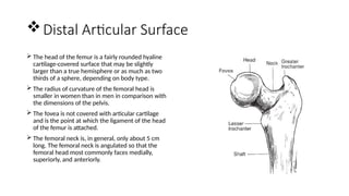 The Hip Complex:- Anatomy, Biomechanics, and Clinical Relevance | PPTX