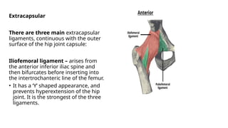 The hip joint.pptx anatomy lower limb topic | PPTX