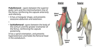 The hip joint.pptx anatomy lower limb topic | PPTX