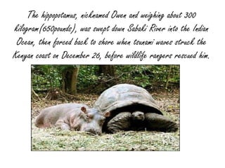 The hippo and the tortoise | PPT